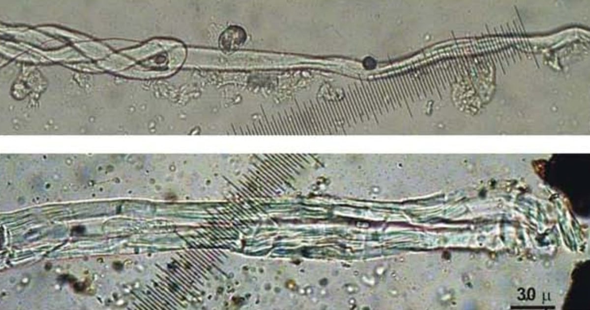 The first tailors? Researchers find ancient fiber
