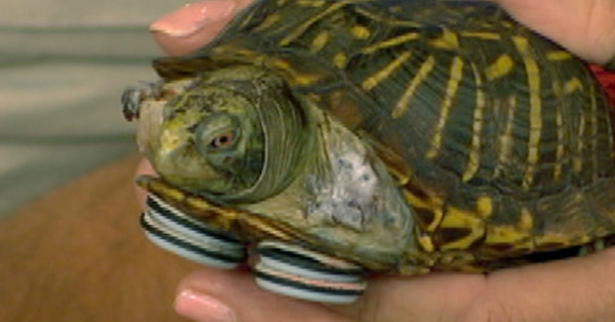 8 amazing bionic animals