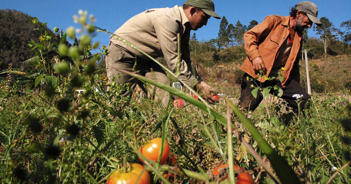 Cuba pins hopes on new farms run for profit