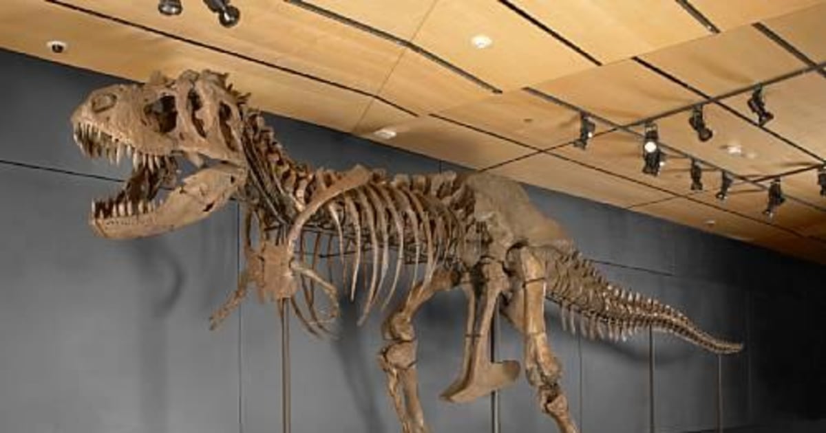 T. rex still looking for home after Vegas auction