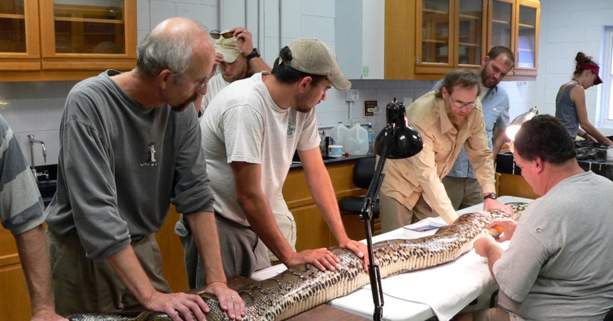 Pythons, other large snakes could be banned