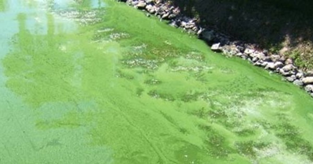 Is algae secret ingredient in mass extinctions?