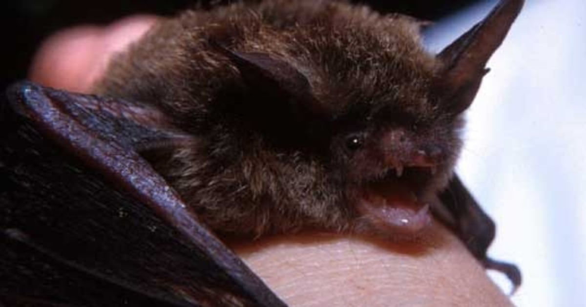 Hungry bats prompt firefly flashes