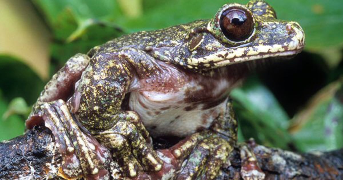 Over 17,000 species threatened by extinction