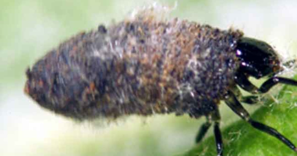 Bug wears armor made of poo