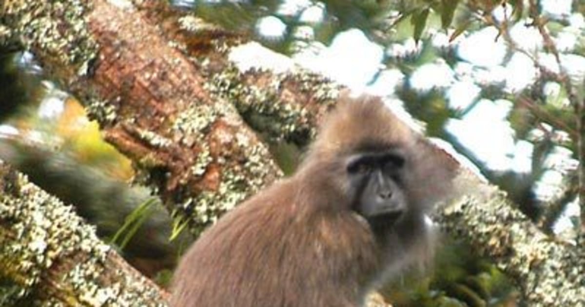 Monkey business: Baboon may have been mate