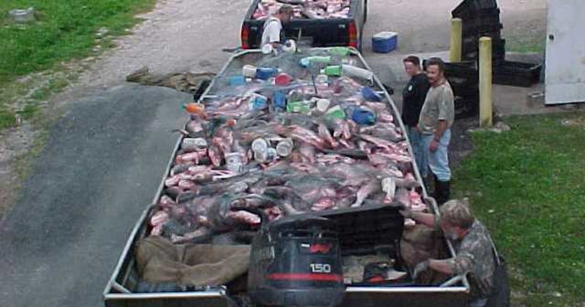 Predatory fish are nearing Great Lakes