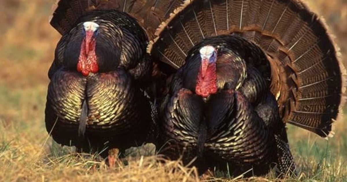 Top 5 surprising turkey facts