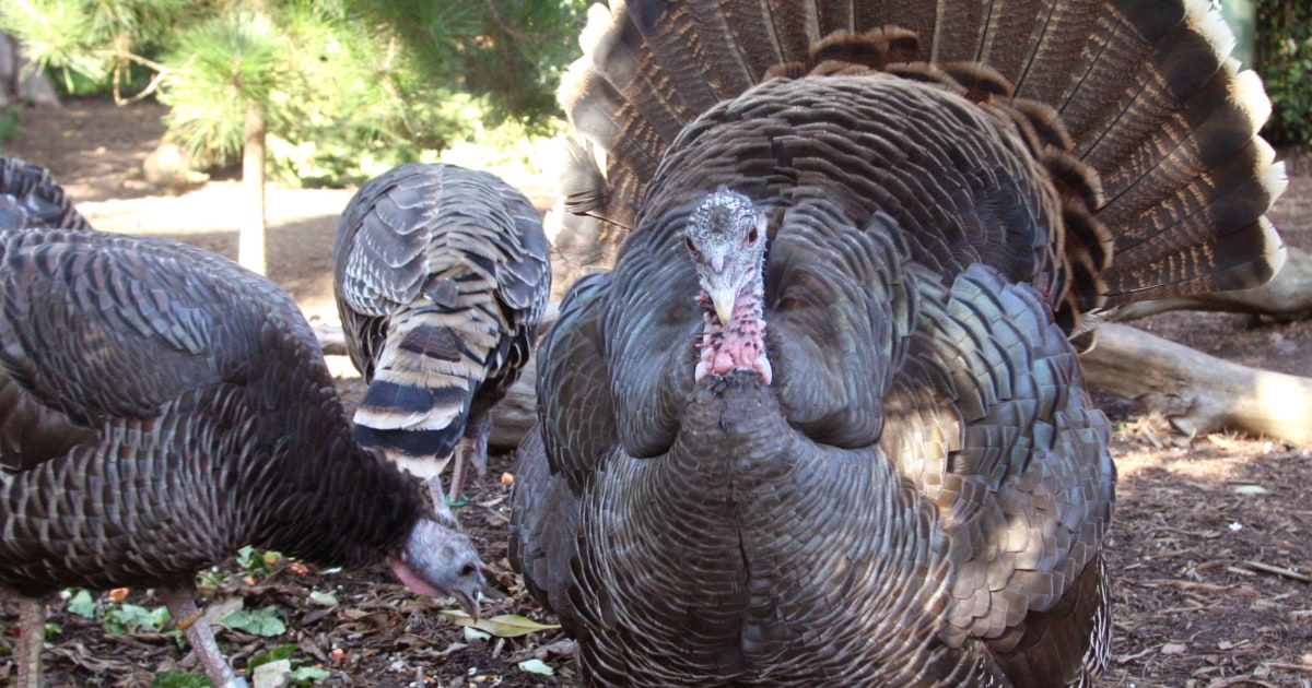 Decoding the turkey’s genetic gobbledygook