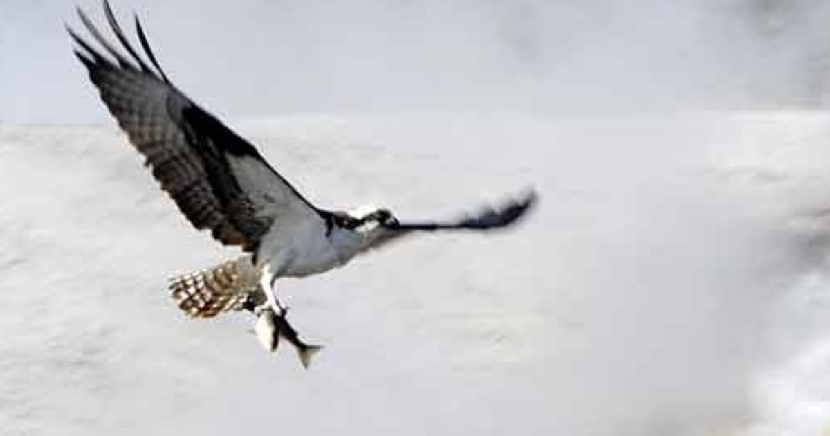 Videos, claws reveal how raptors use talons