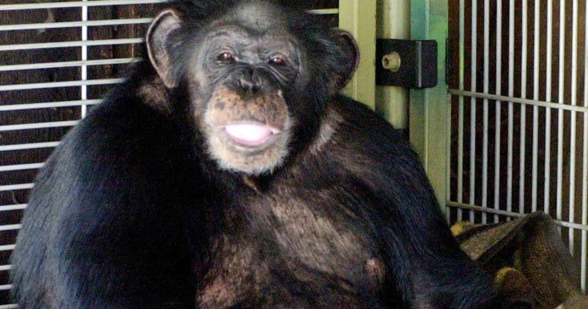 No charges planned in chimp attack case