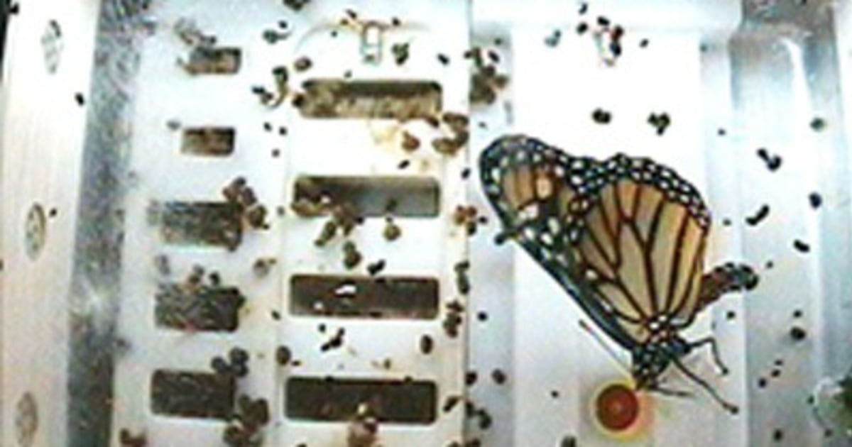 First Monarch butterflies in space take flight