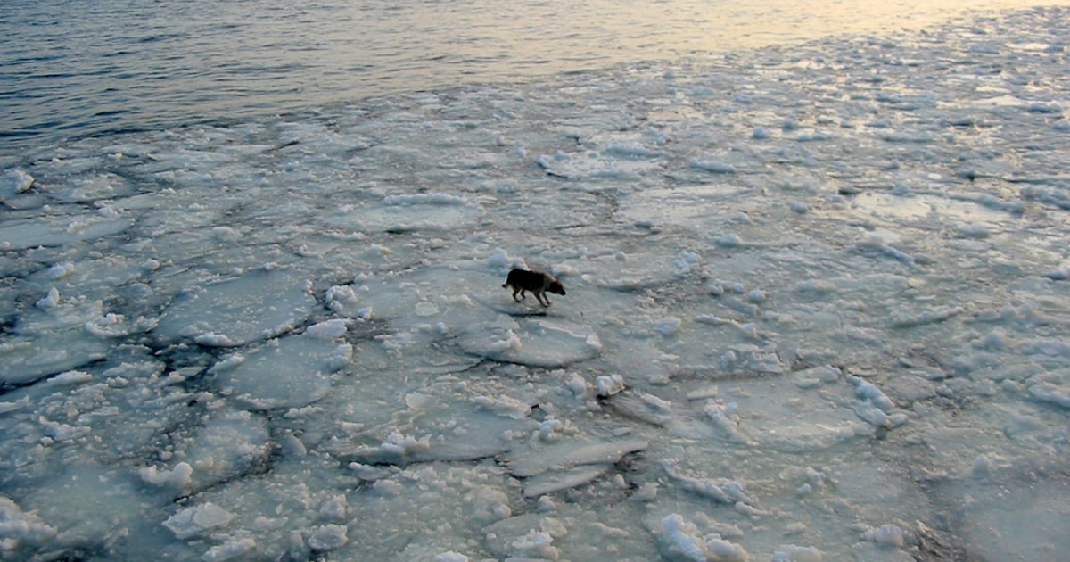 Baltic the sea dog swimming through fan mail
