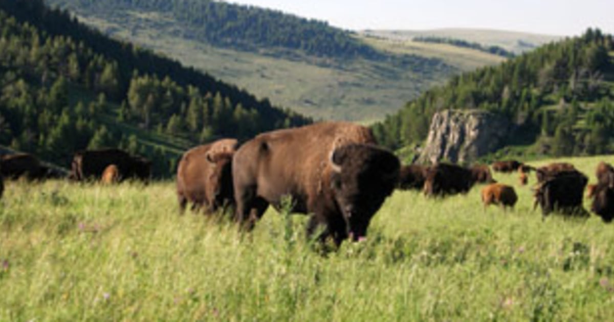 Ted Turner to get Yellowstone bison