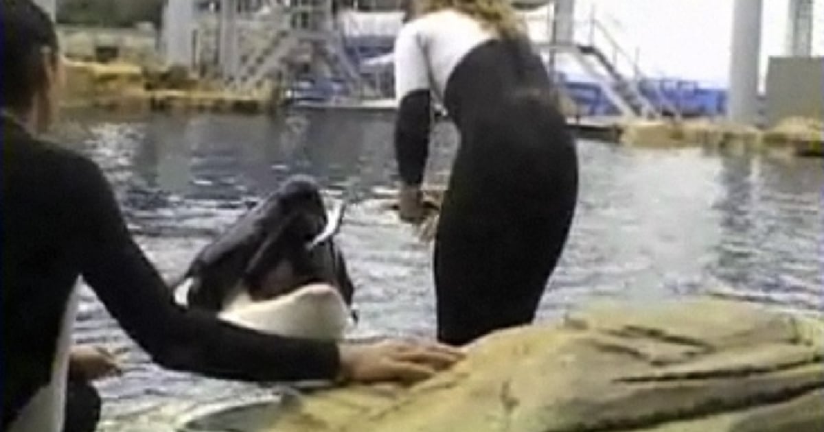 SeaWorld workers describe speed of fatal attack
