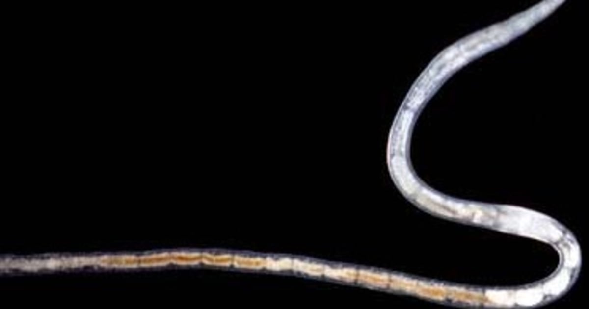 New worm species found in Great Barrier Reef