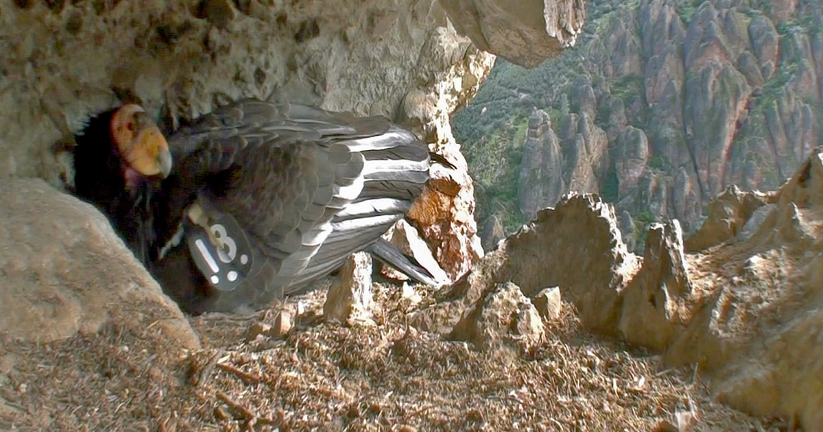 condor nest