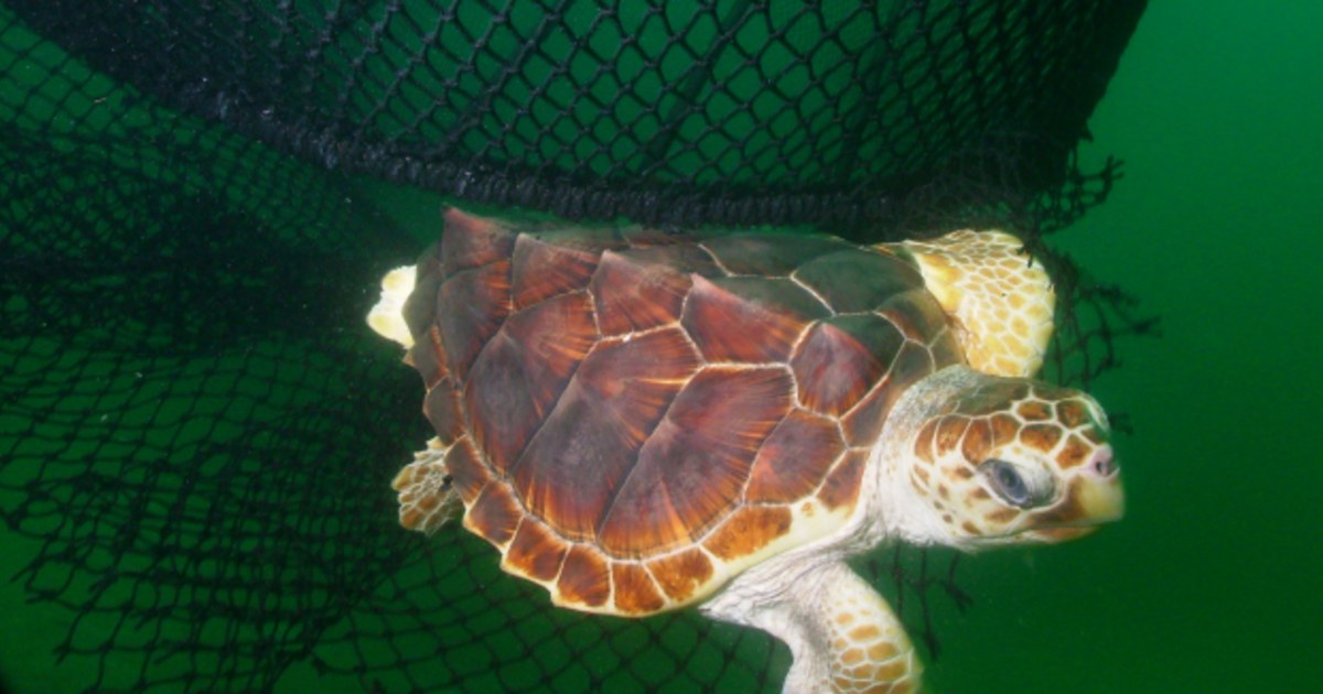 Help on way for loggerhead turtles?