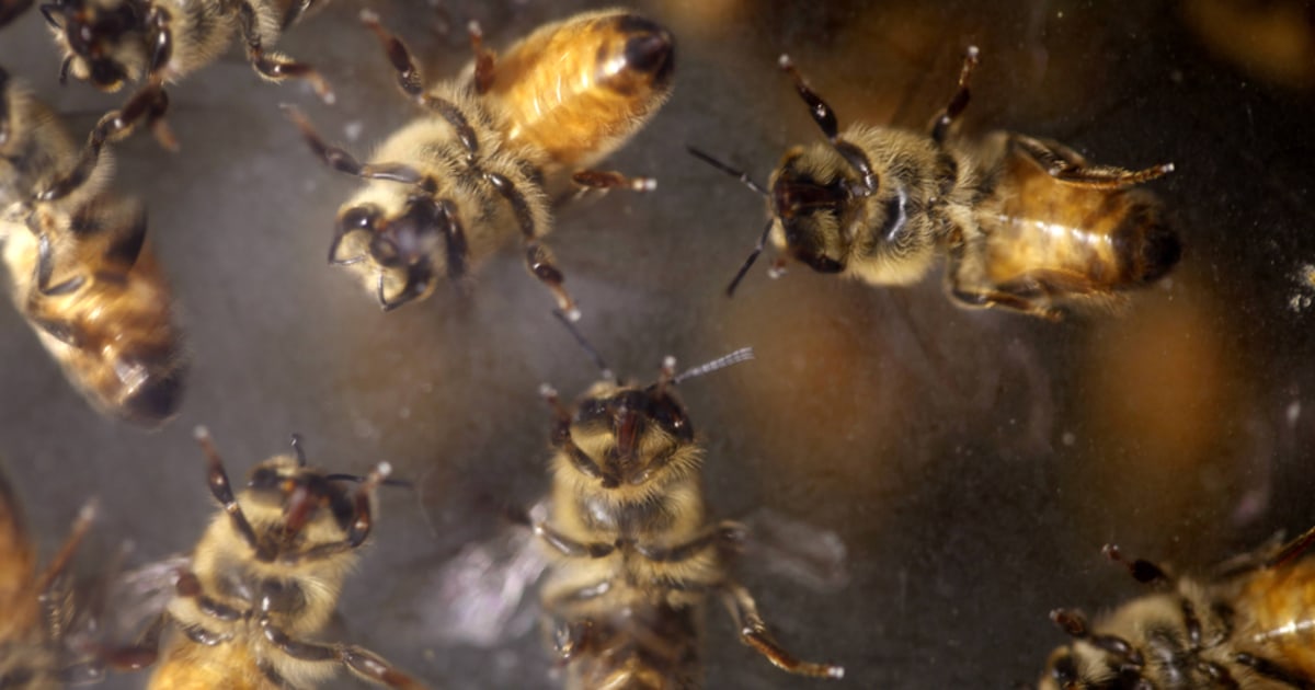 Busy bees, but hives are besieged, diseased