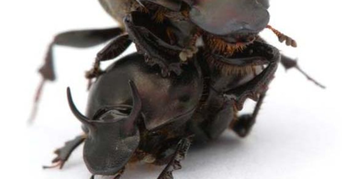 Super bug! World’s strongest insect revealed