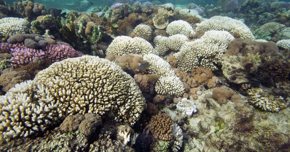 ‘Complete collapse’ of coral possible