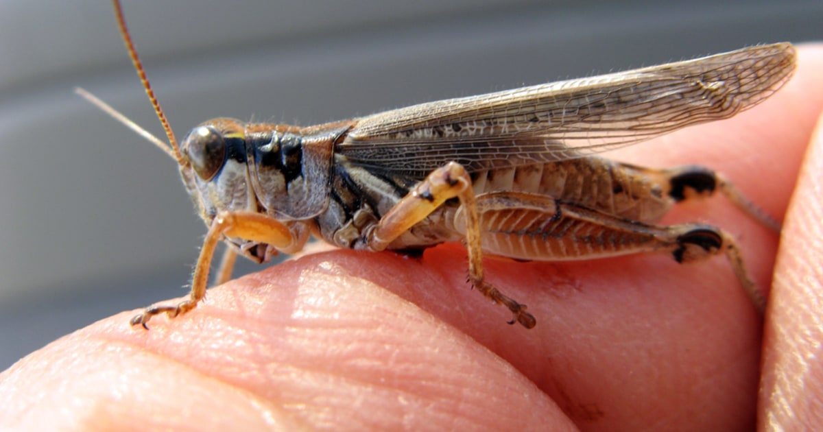 Grasshopper invasion feared this summer