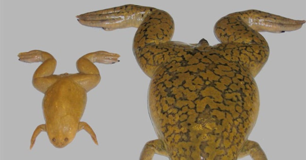 Frogs much like humans, genetically speaking