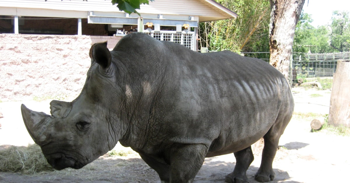 4,000-pound rhinoceros escapes cage at zoo