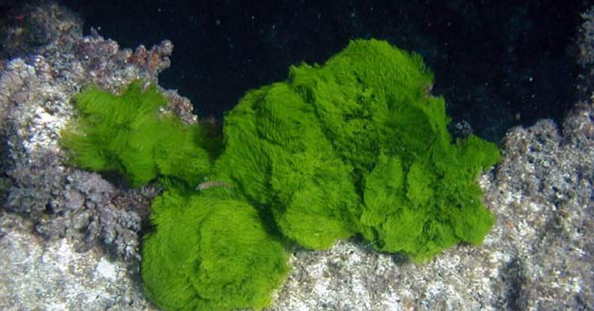 Killer seaweed threatens corals