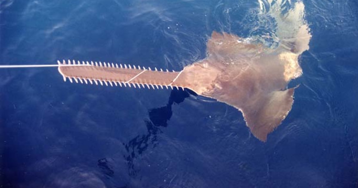 Rare sawfish could be spill casualty