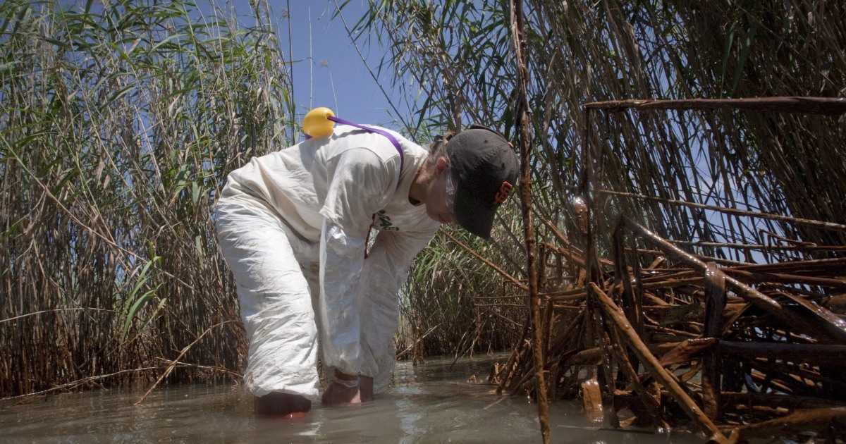 New threat to oil spill workers? Deadly snakes