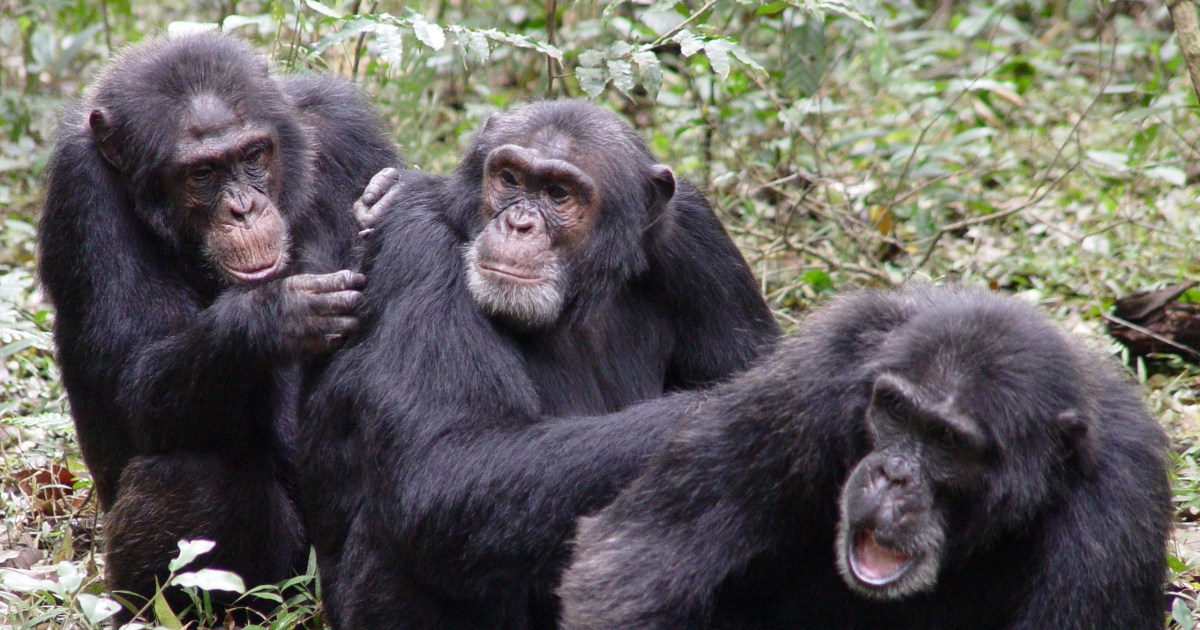Chimps kill chimps ... for land