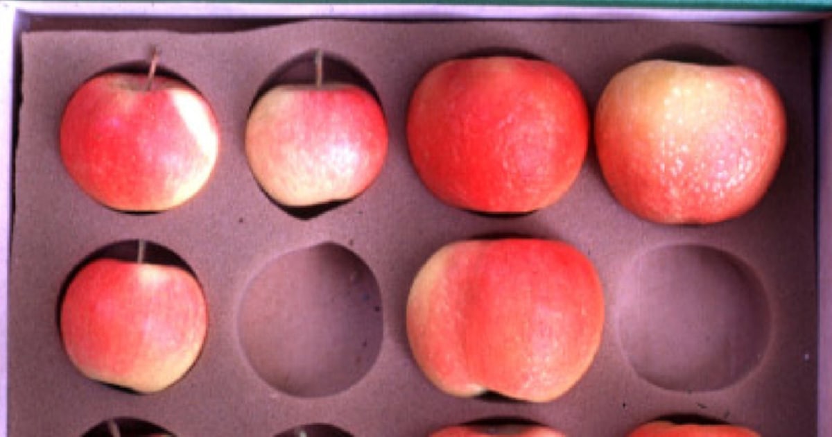 Mutant leads to jumbo-sized apple