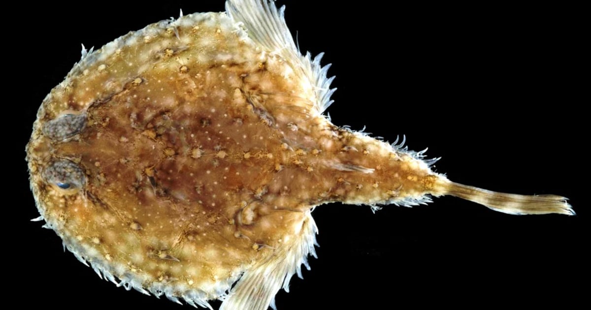 New batfish species found under oil spill