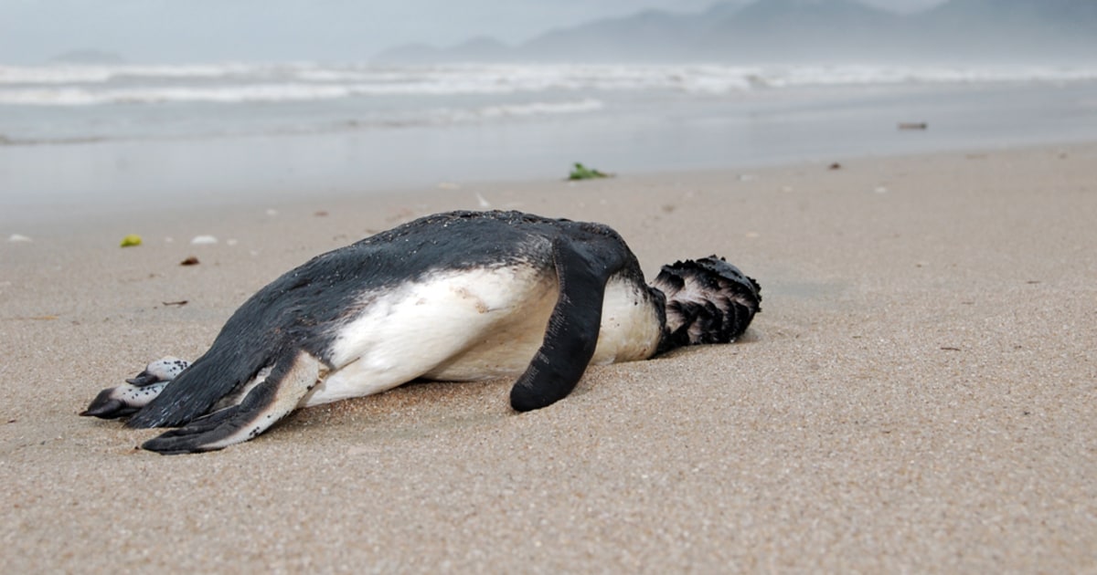 Hundreds of dead penguins wash ashore in Brazil