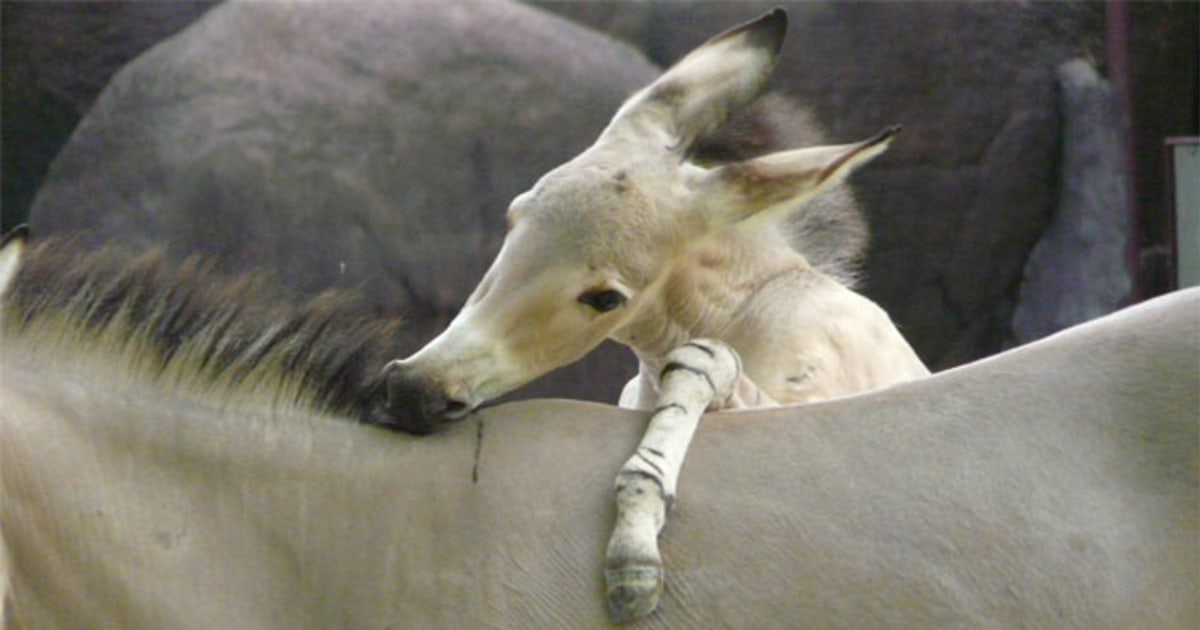 Donkey's wild ass ancestor confirmed