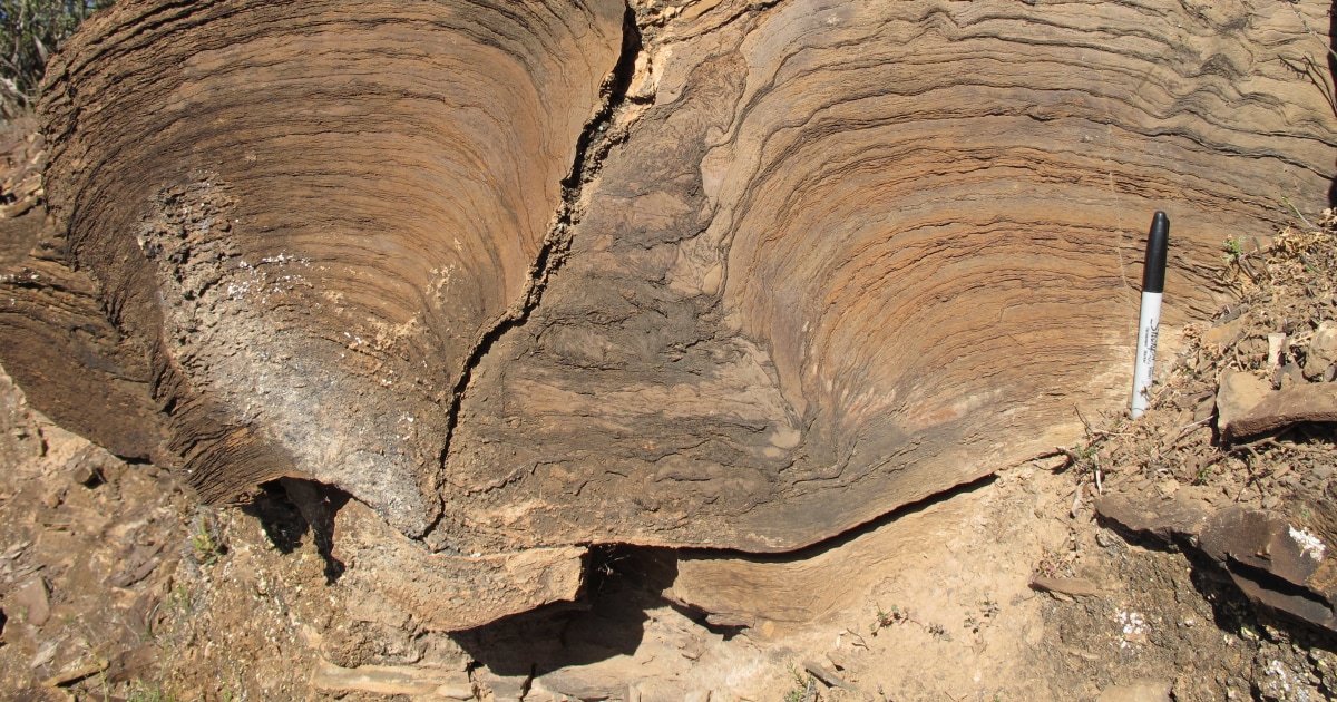 Sponges identified as oldest animal life