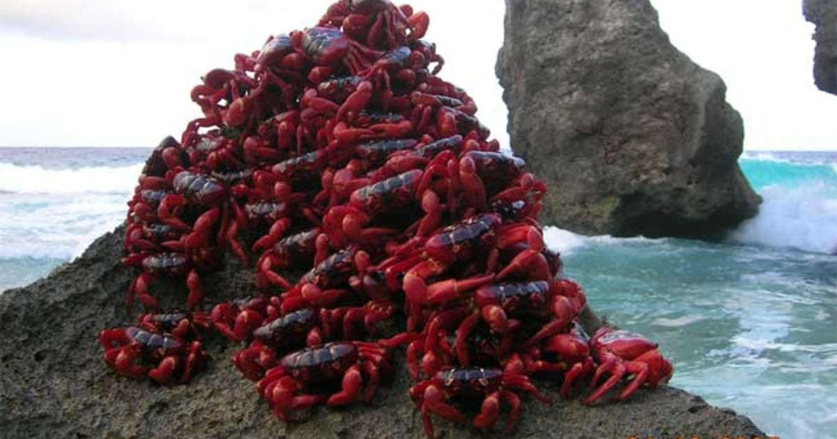 Secret to red crabs' epic migration discovered