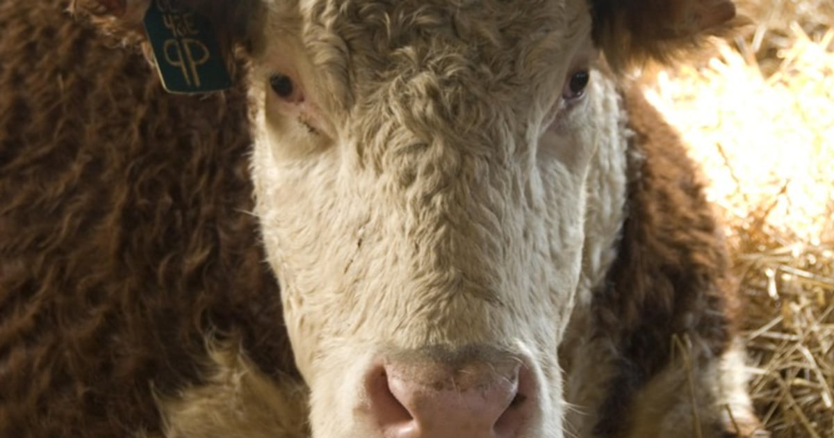 Mad cow disease causes cattle eyes to glow