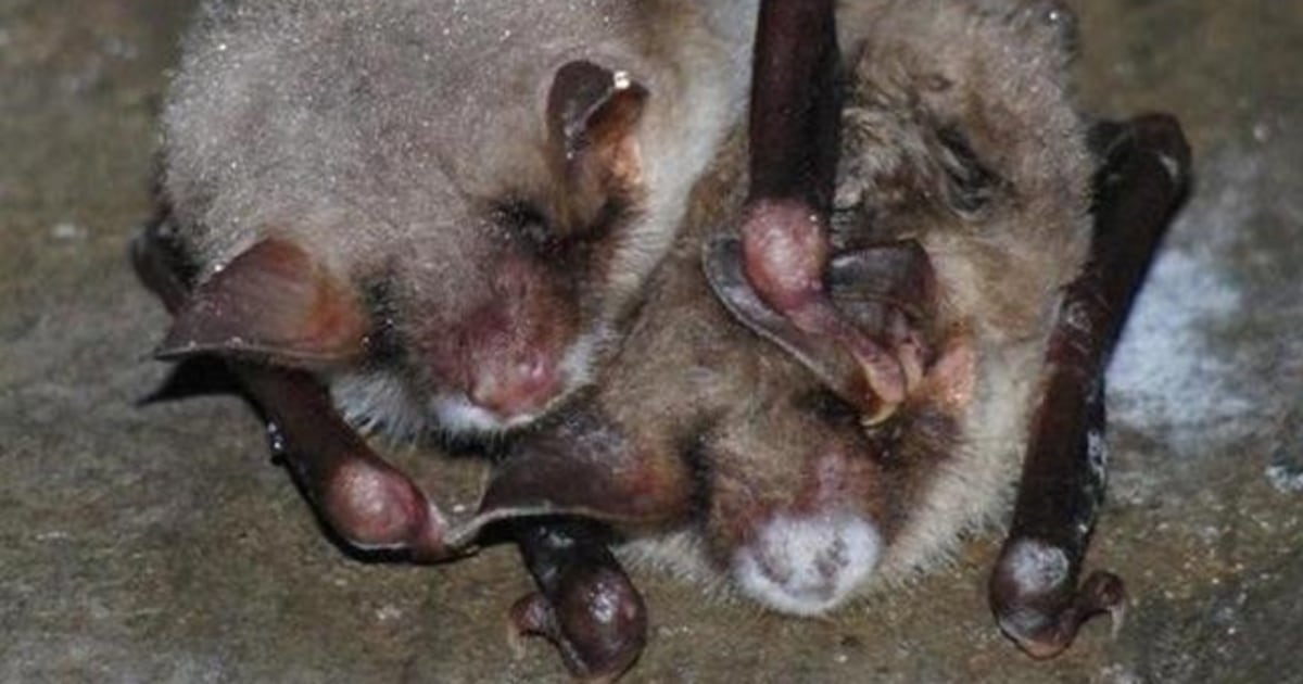 Mysterious bat-killing disease appears harmless in Europe