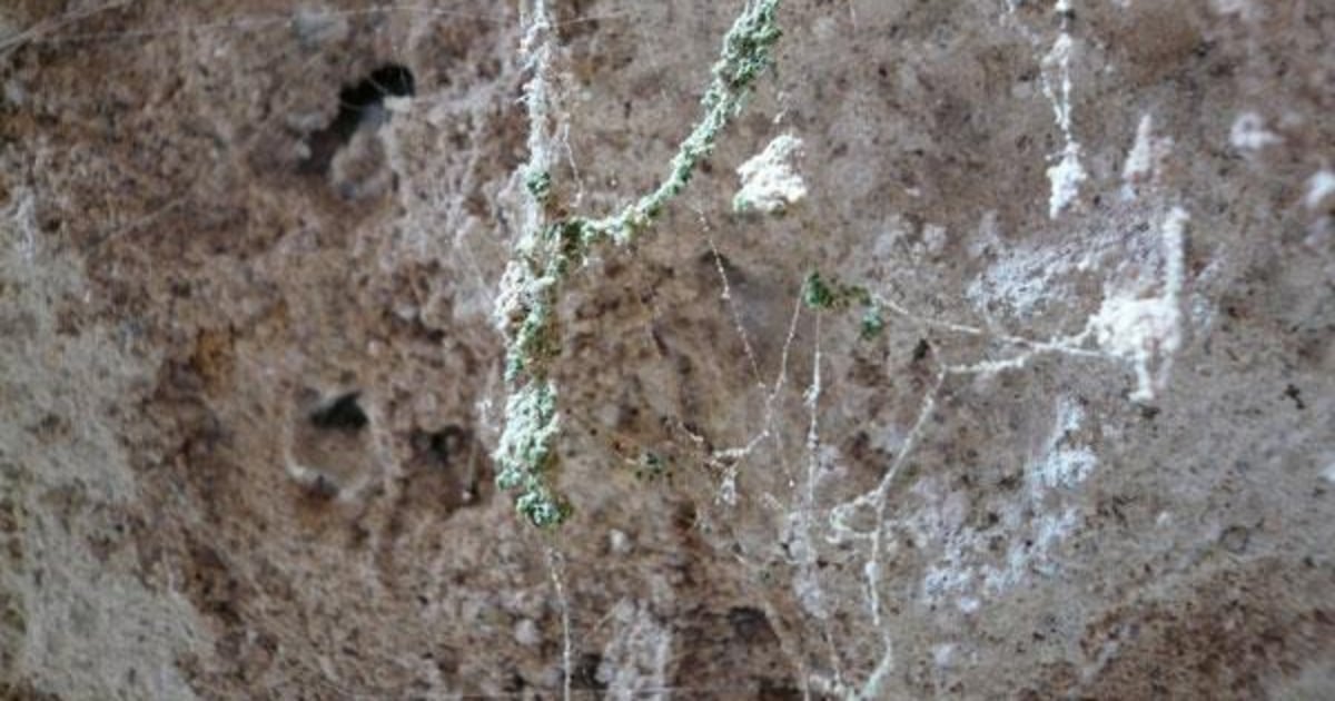 Extreme microbe drinks dew on spiderwebs to live