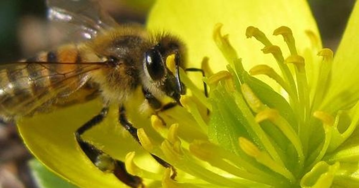 India facing crop shortage as pollinators disappear