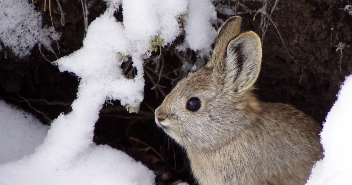 Smallest U.S. rabbit species won't get protection