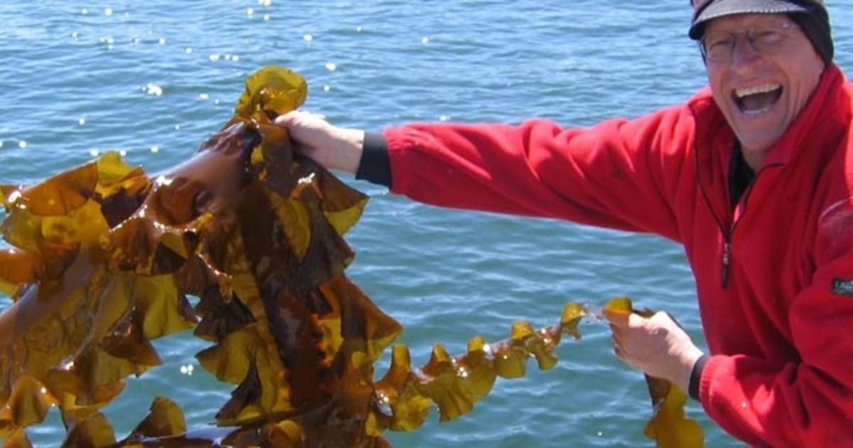 Kelp waits to take its place in America's stomachs