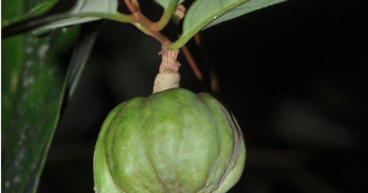 New tree genus discovered