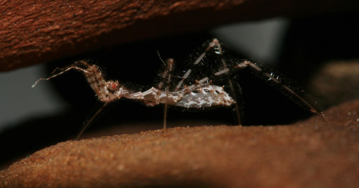 Assassin bugs deceive hungry spiders