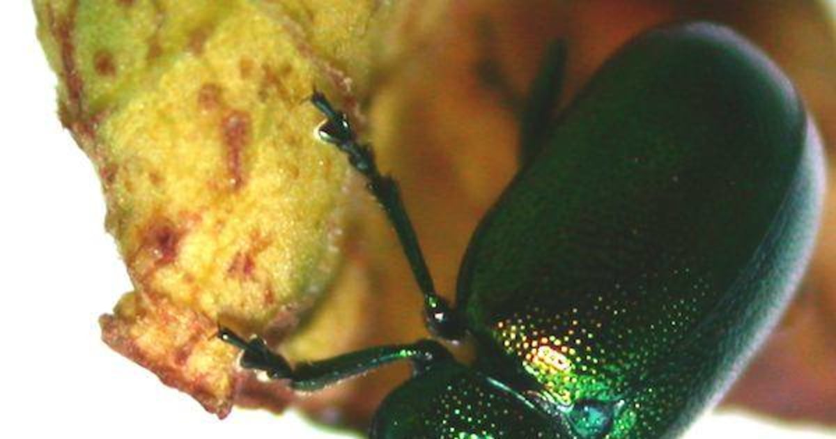 Slippery feet remind beetles to bathe
