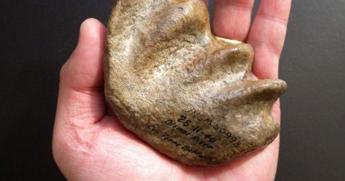 Carnivorous 'monster' fish had fist-sized teeth