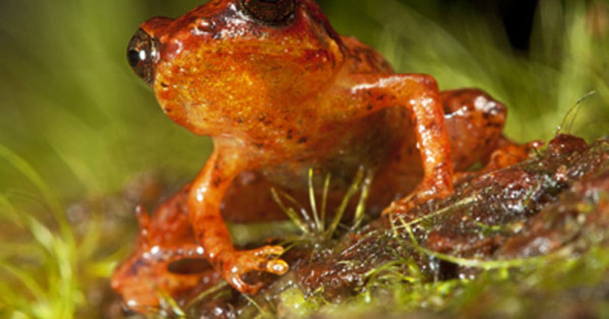 Scientists: Haiti's wildlife faces mass extinction