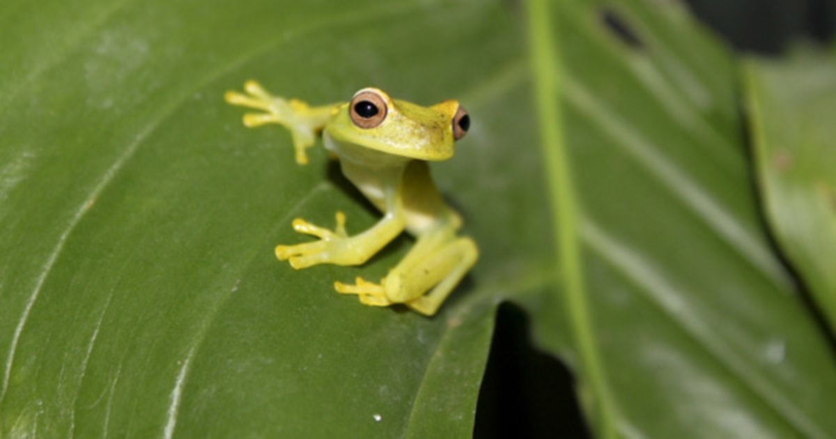 Endangered frog bred in captivity for the first time